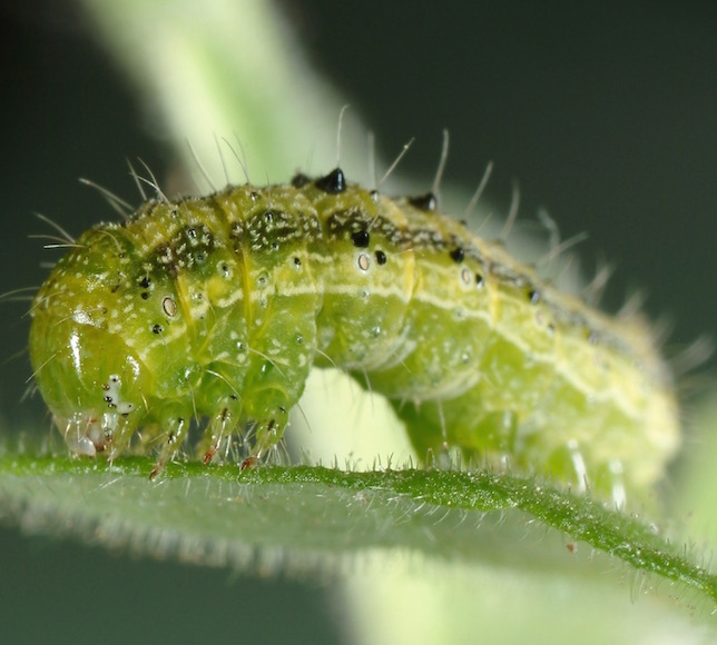 Heliothis virescens Archives - IRAC
